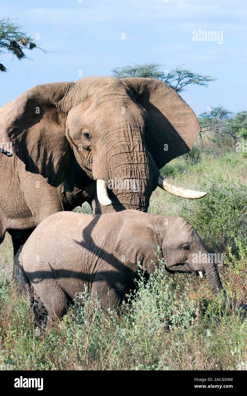 African elephant and calf. African elephants (Loxodonta africana) are ...