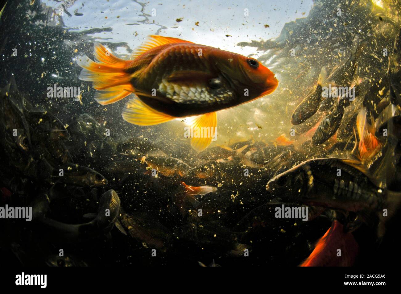 Carp fishery. Carp (family Cyprinidae) in a pool at a fishery ...