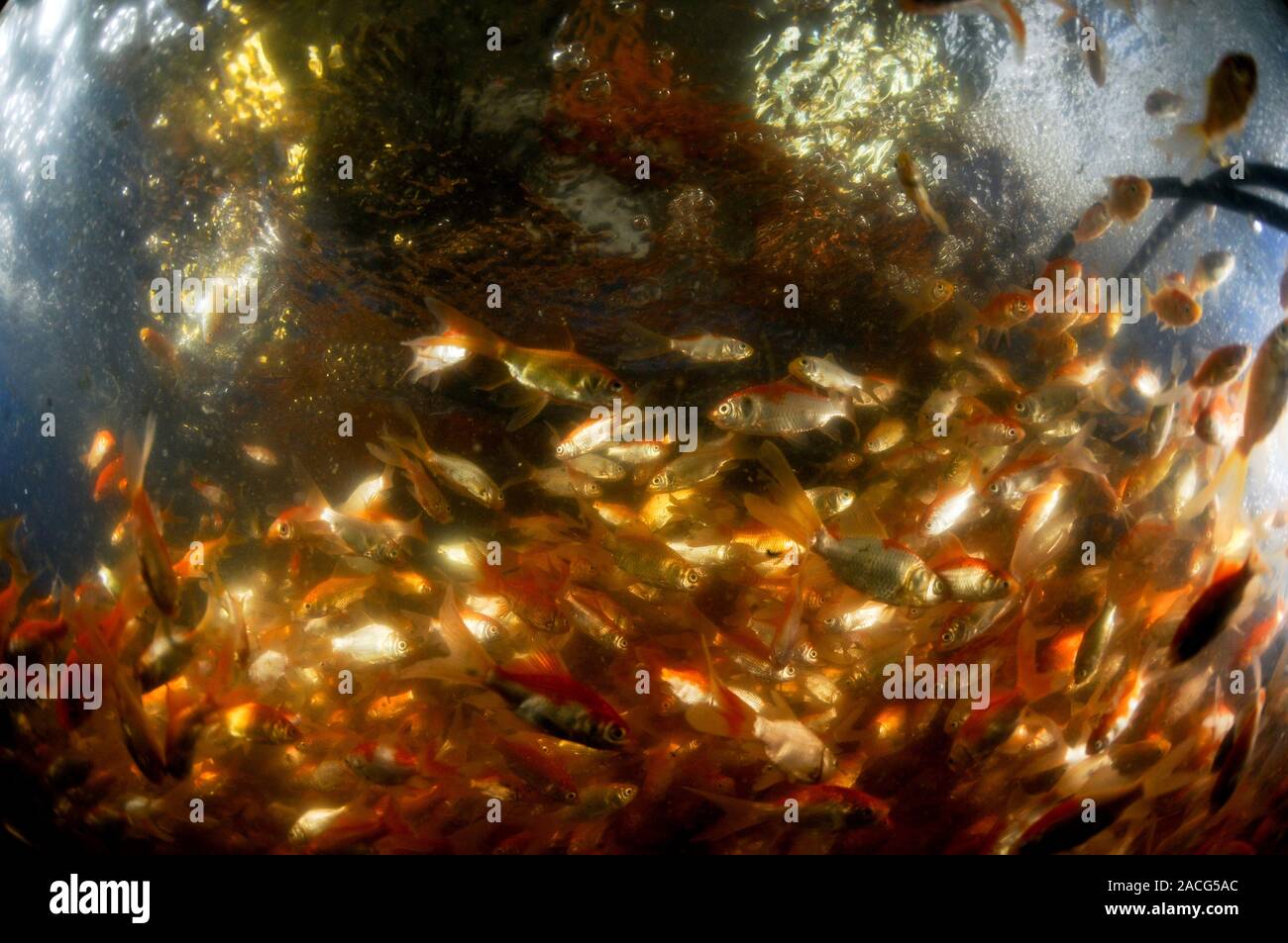 Carp fishery. Comet-tailed goldfish (Carassius auratus auratus) in an ...
