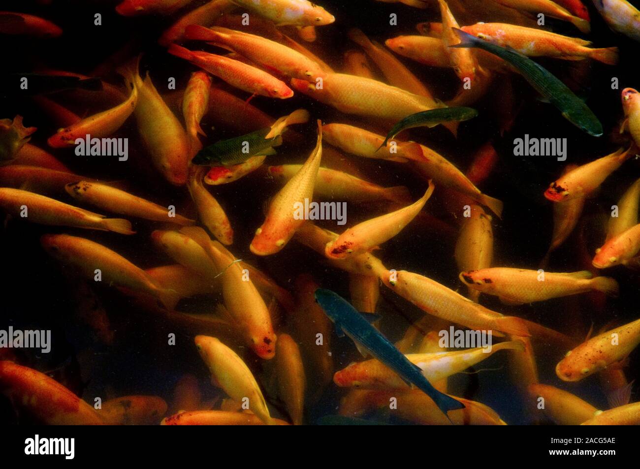 Carp fishery. School of carp (family Cyprinidae) in a pool at a fishery ...