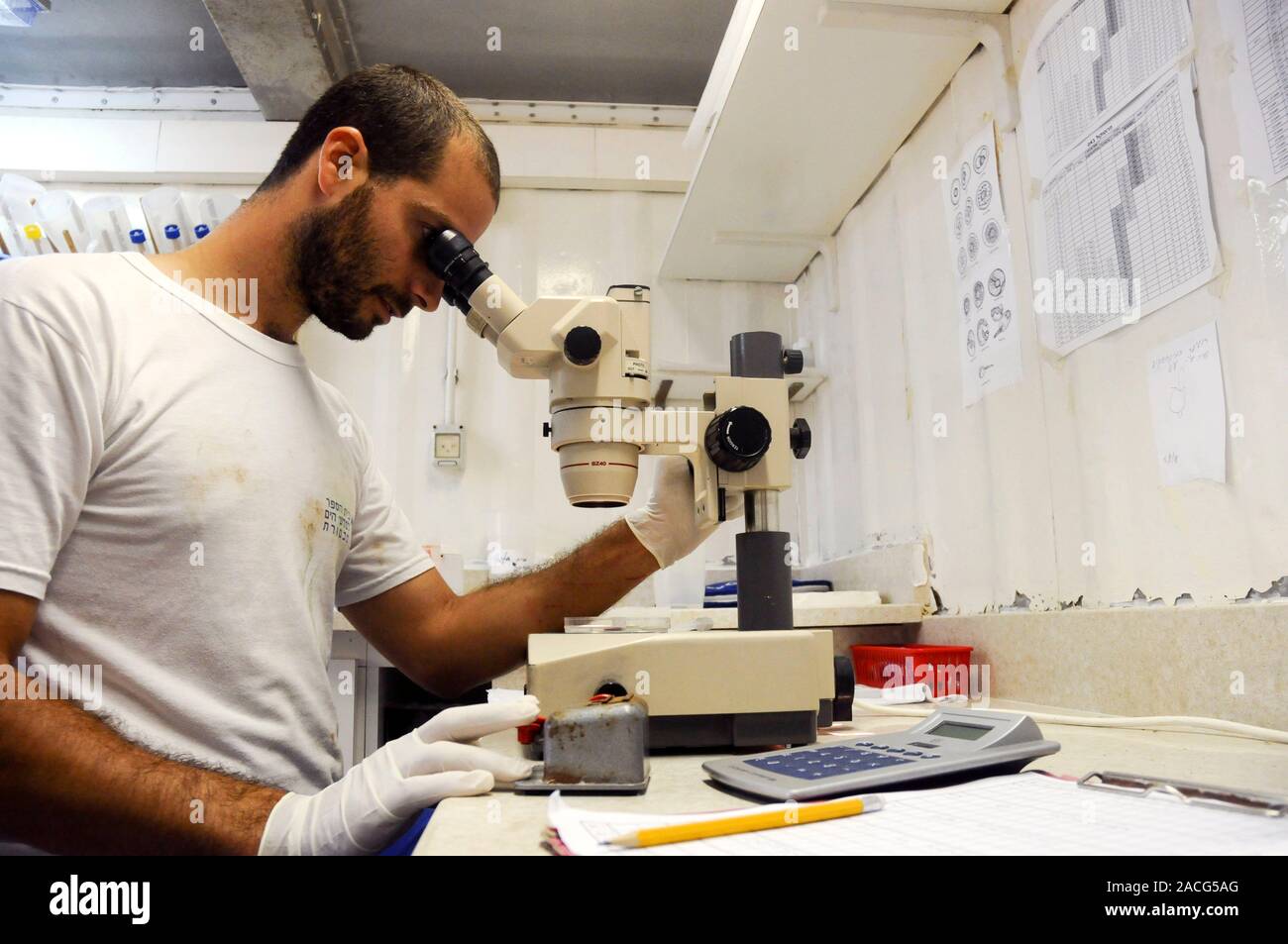Fishery. Worker at a fishery examining semen under a microscope to ...