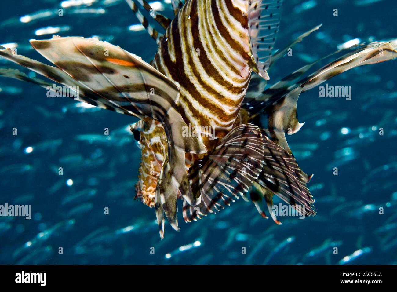 Common lionfish. The common lionfish (Pterois miles) is a highly ...