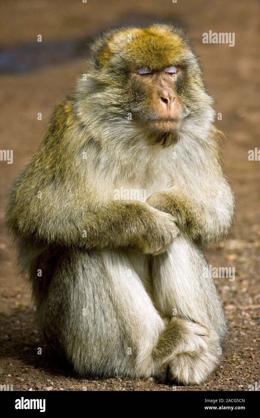 Barbary macaque (Macaca sylvanus) resting. Photographed in the Middle ...