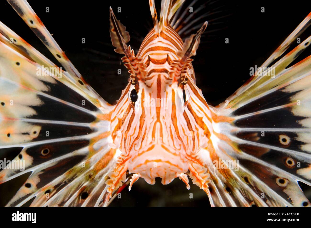 Radial lionfish. The radial lionfish (Pterois radiata) is a highly ...