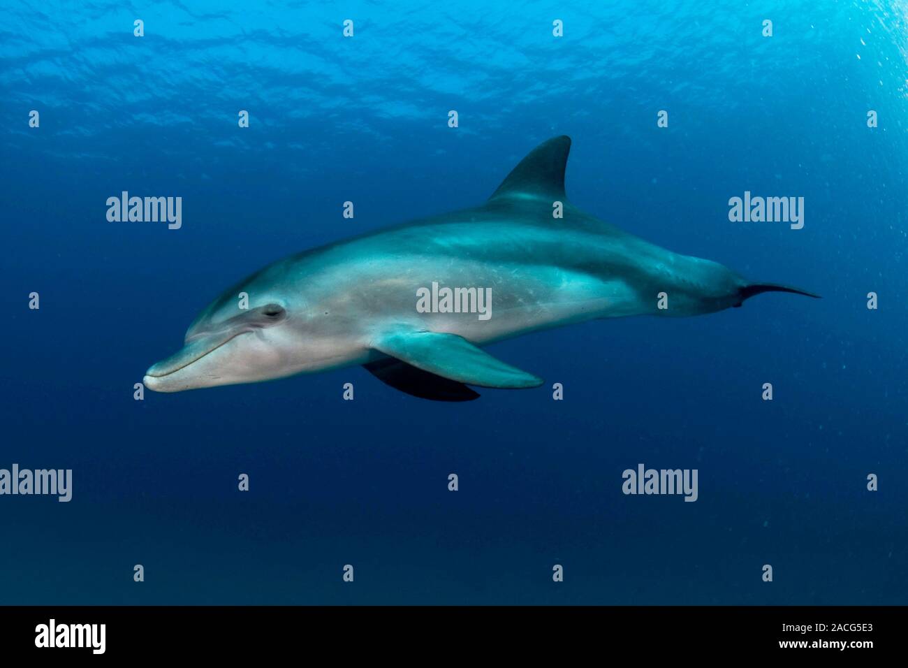 Bottlenose dolphin (Tursiops sp.). Photographed in the Red Sea, Eilat ...