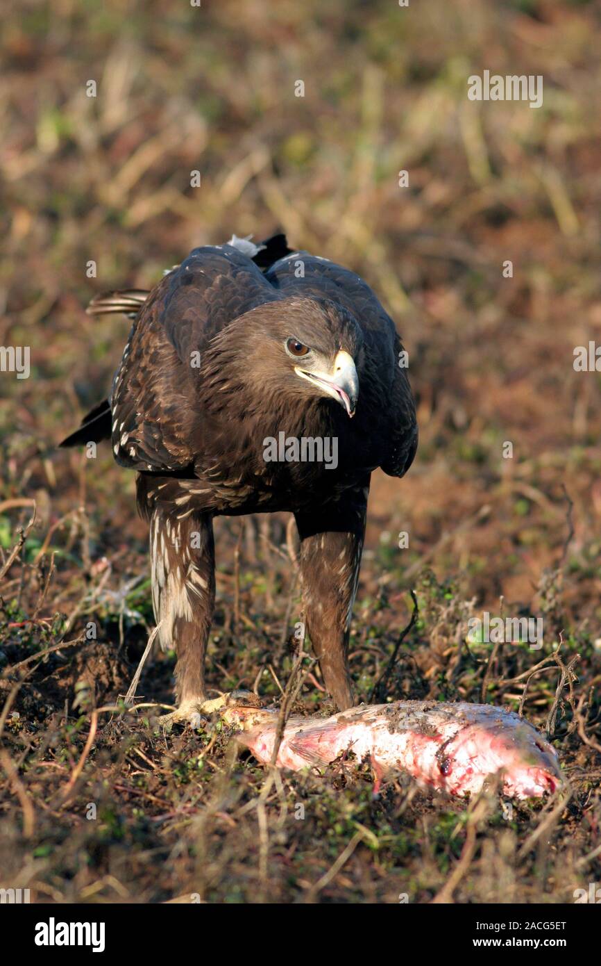 Greater spotted eagle with a fish. The greater spotted eagle (Aquila ...