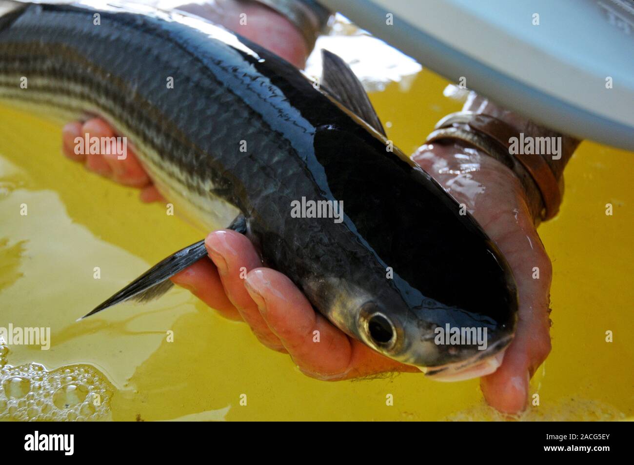 Fishery. Worker holding a flathead mullet (Mugil cephalus) from the ...