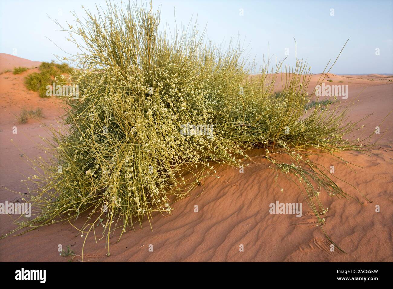 Joint-pine (Ephedra major) blooming in the Sahara Desert, after a wet ...