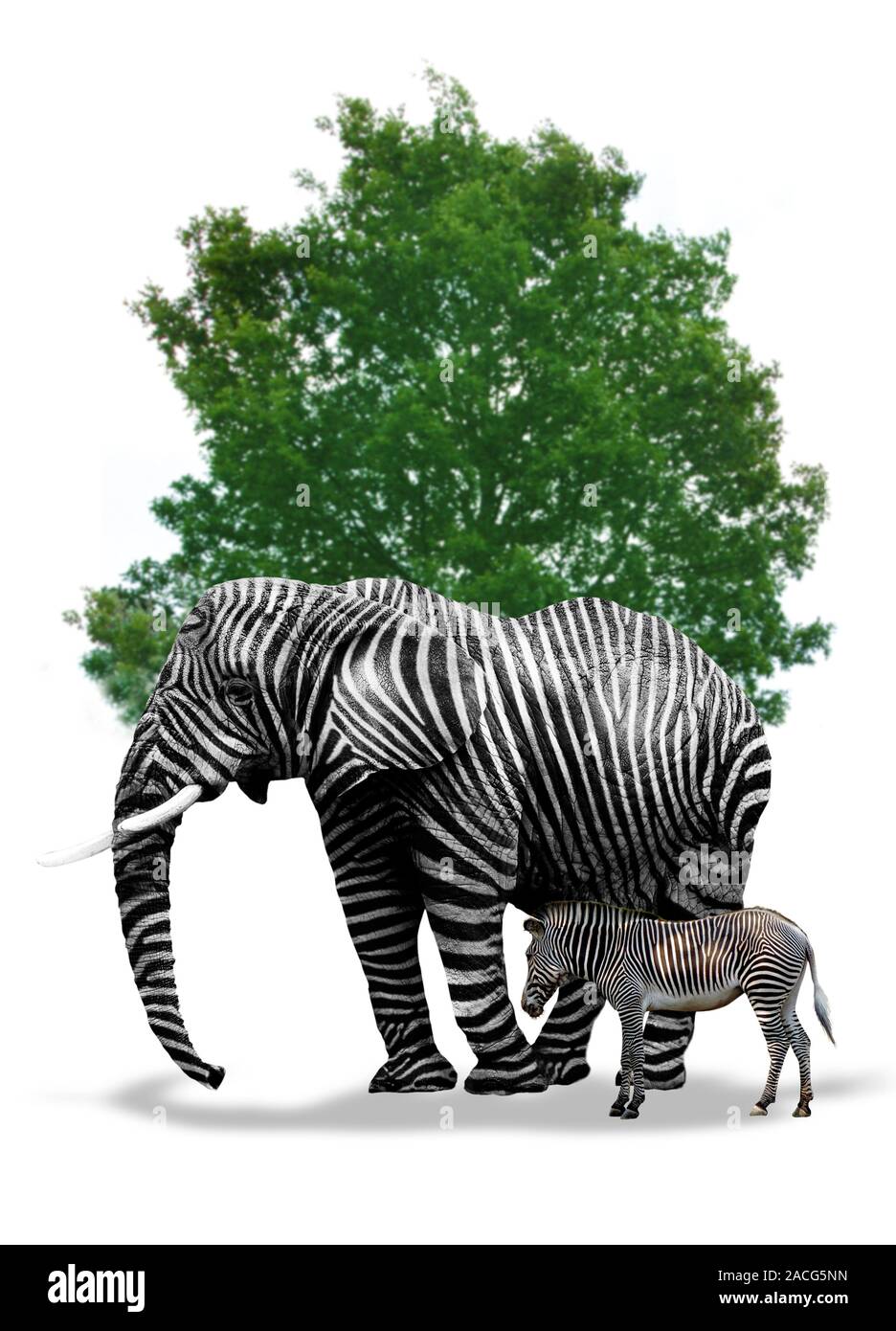 Genetic engineering, conceptual image. Computer artwork of a striped ...