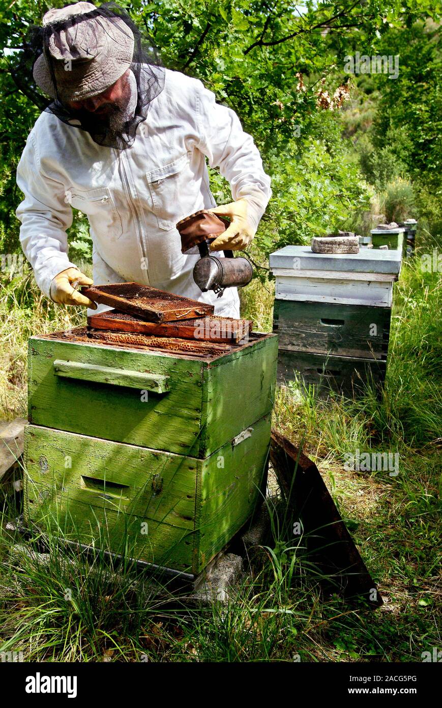 Beekeeping. Beekeeper checking the frames in one of his hives ...