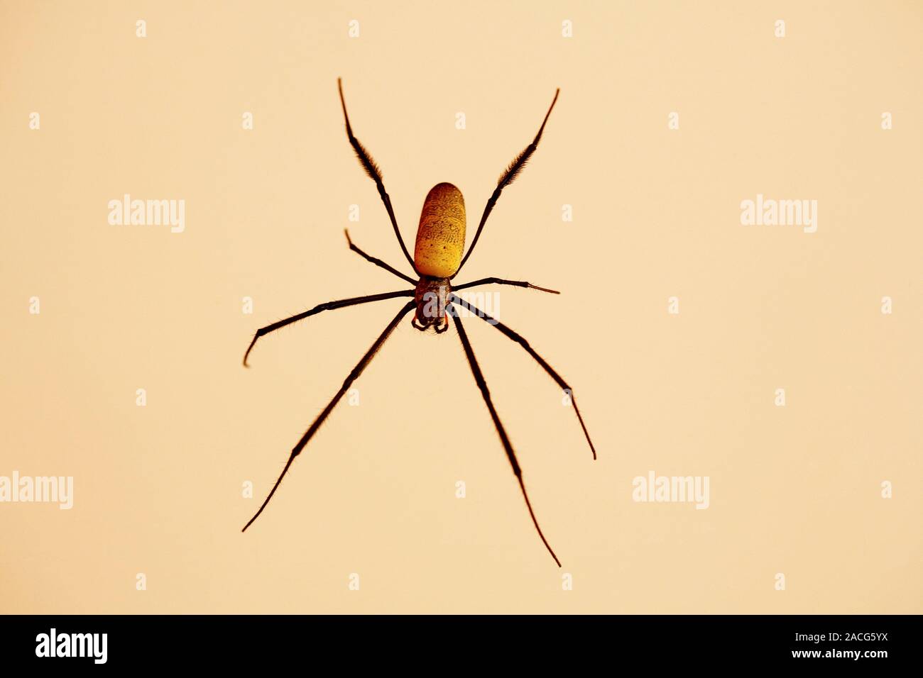 Spider. Photographed in Uganda Stock Photo - Alamy