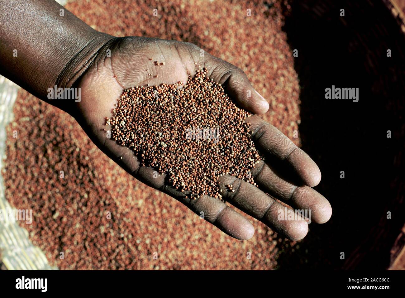 Handful of grain. Photographed in Uganda Stock Photo - Alamy