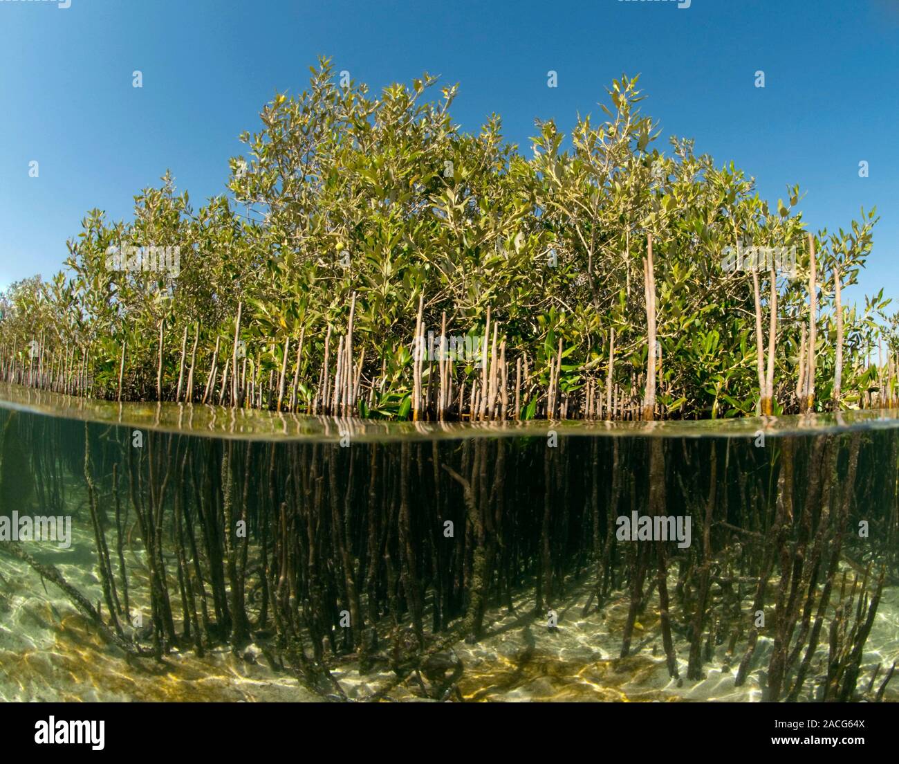 Mangrove trees. Split view, above and below water, of white mangroves ...