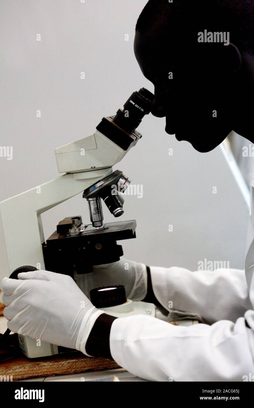 Medical microscopy. Hospital doctor using a microscope to examine a ...