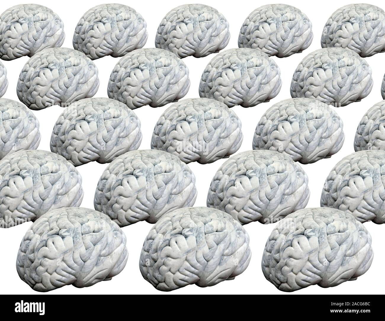 Human brains, computer artwork Stock Photo - Alamy