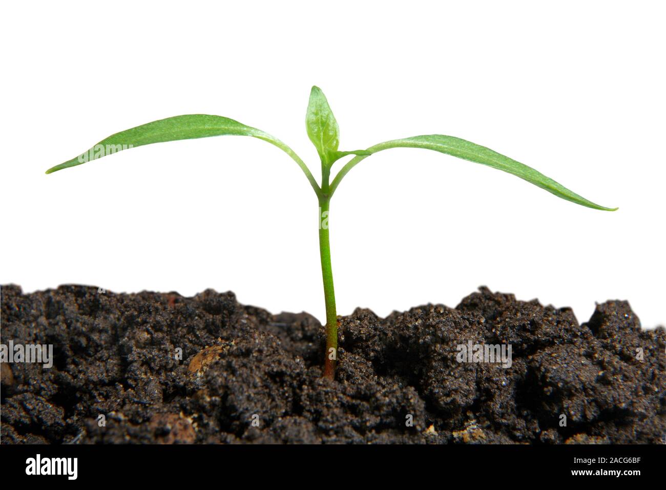 Seedling. Composite image of a seedling growing in front of a white ...