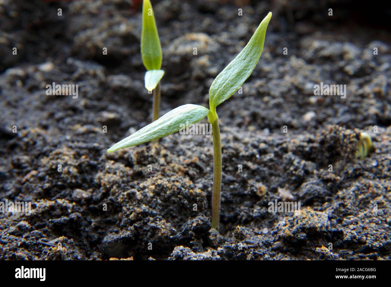 Seedlings growing in earth Stock Photo - Alamy