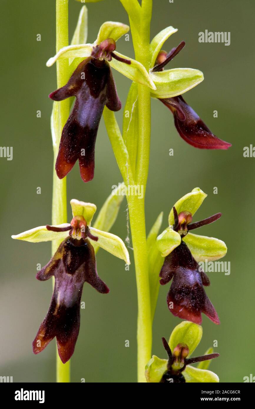 Flowers of a Fly Orchid (Ophrys insectifera), which mimic an insect ...