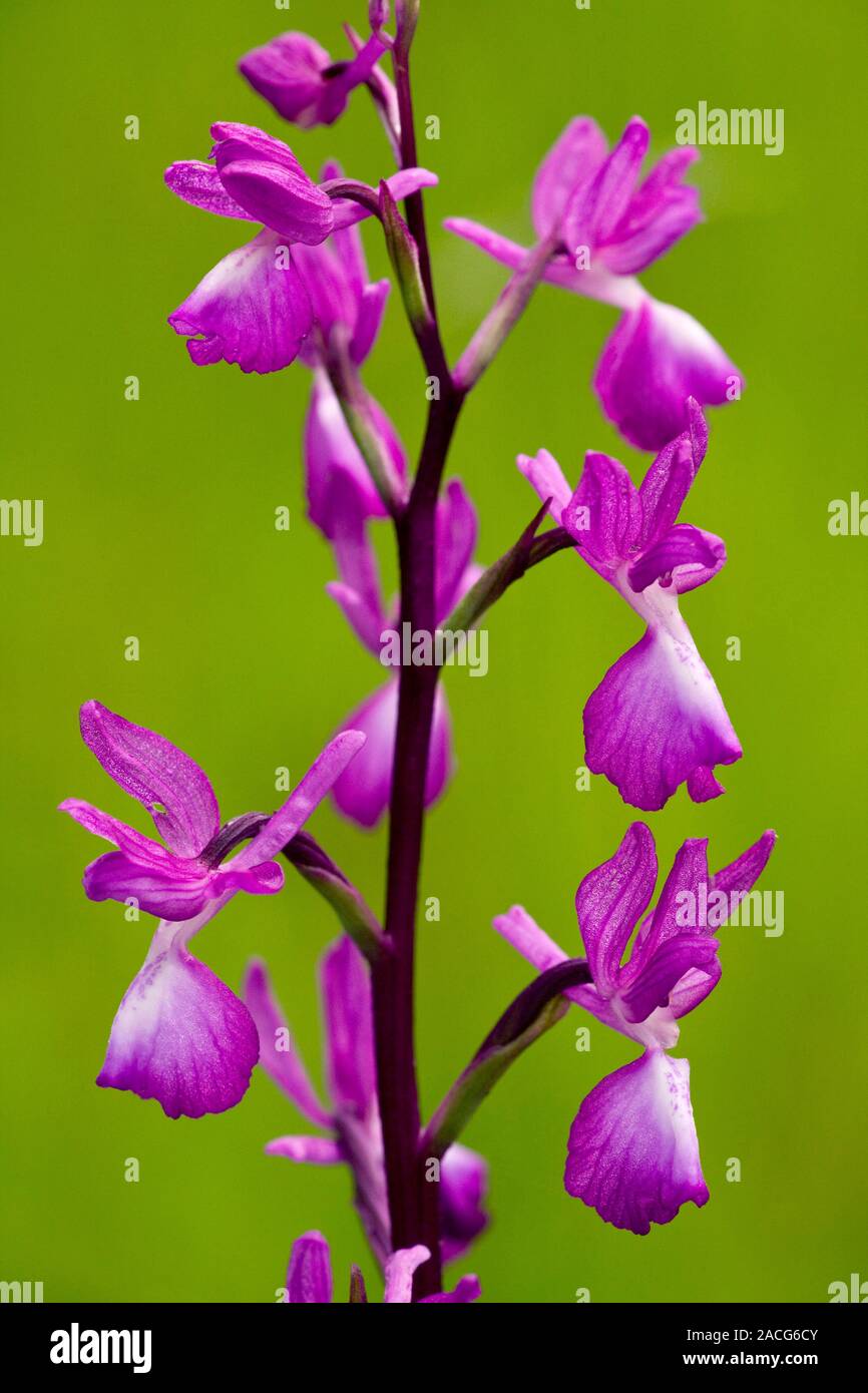 Flowers of a Loose-flowered Orchid (Orchis laxiflora), also known as ...