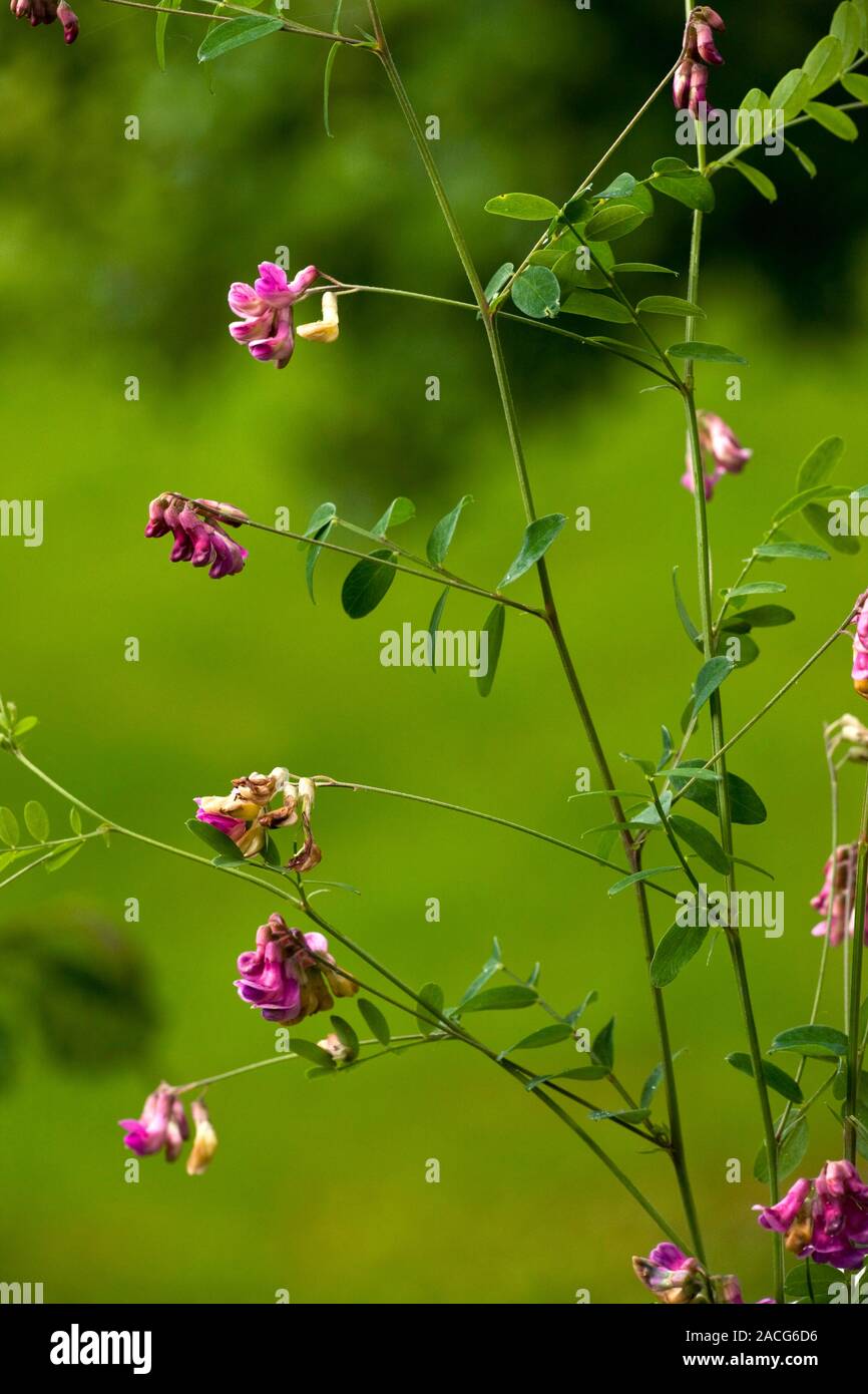 Flowers and foliage of the Black Pea (Lathyrus niger). This plant was ...