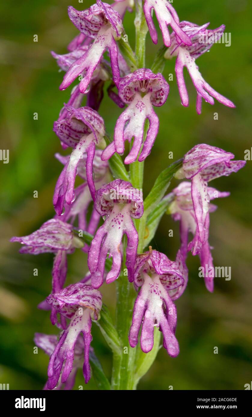 Flowers of Orchid (Orchis militaris), photographed in Gorge du Tarn ...