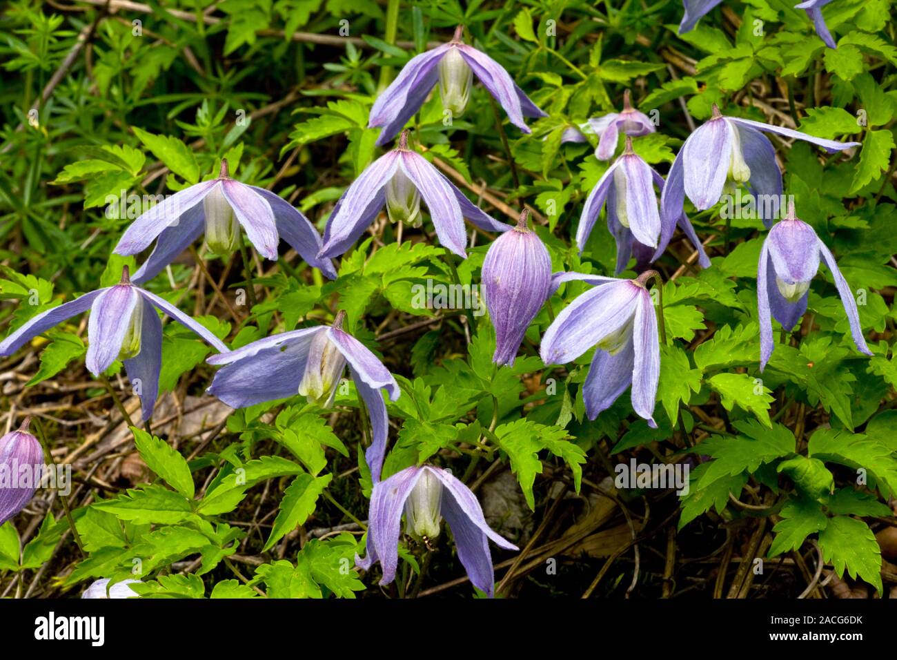 Foliage and flowers of Alpine clematis (Clematis alpina), growing in ...