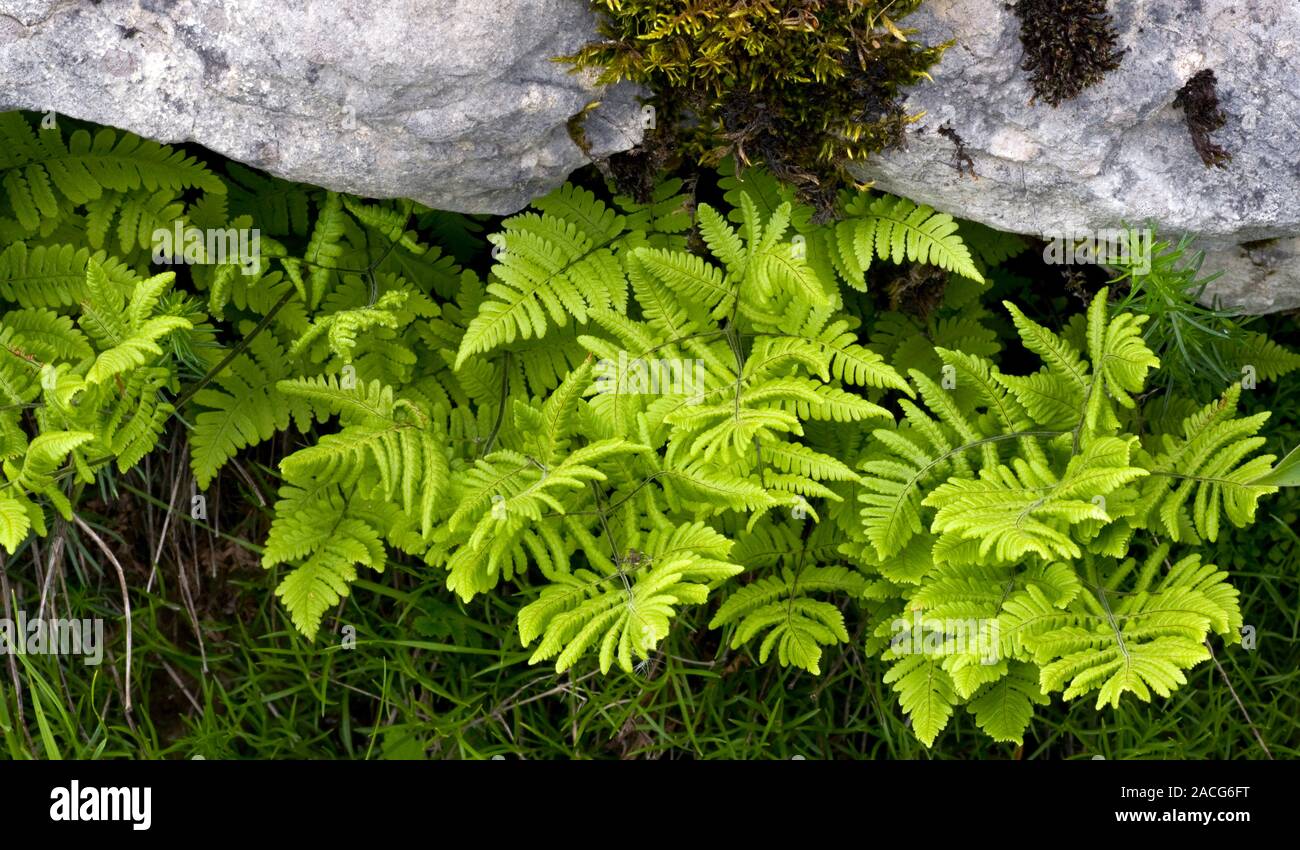 Limestone fern (Gymnocarpium robertianum), formerly known as ...