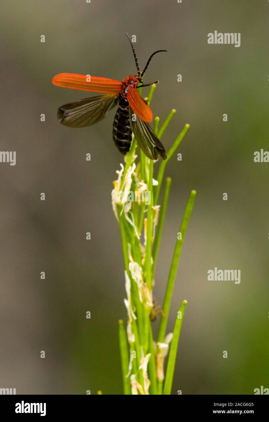 Net-winged beetle (Dictyoptera aurora) ready for flight. Photographed ...