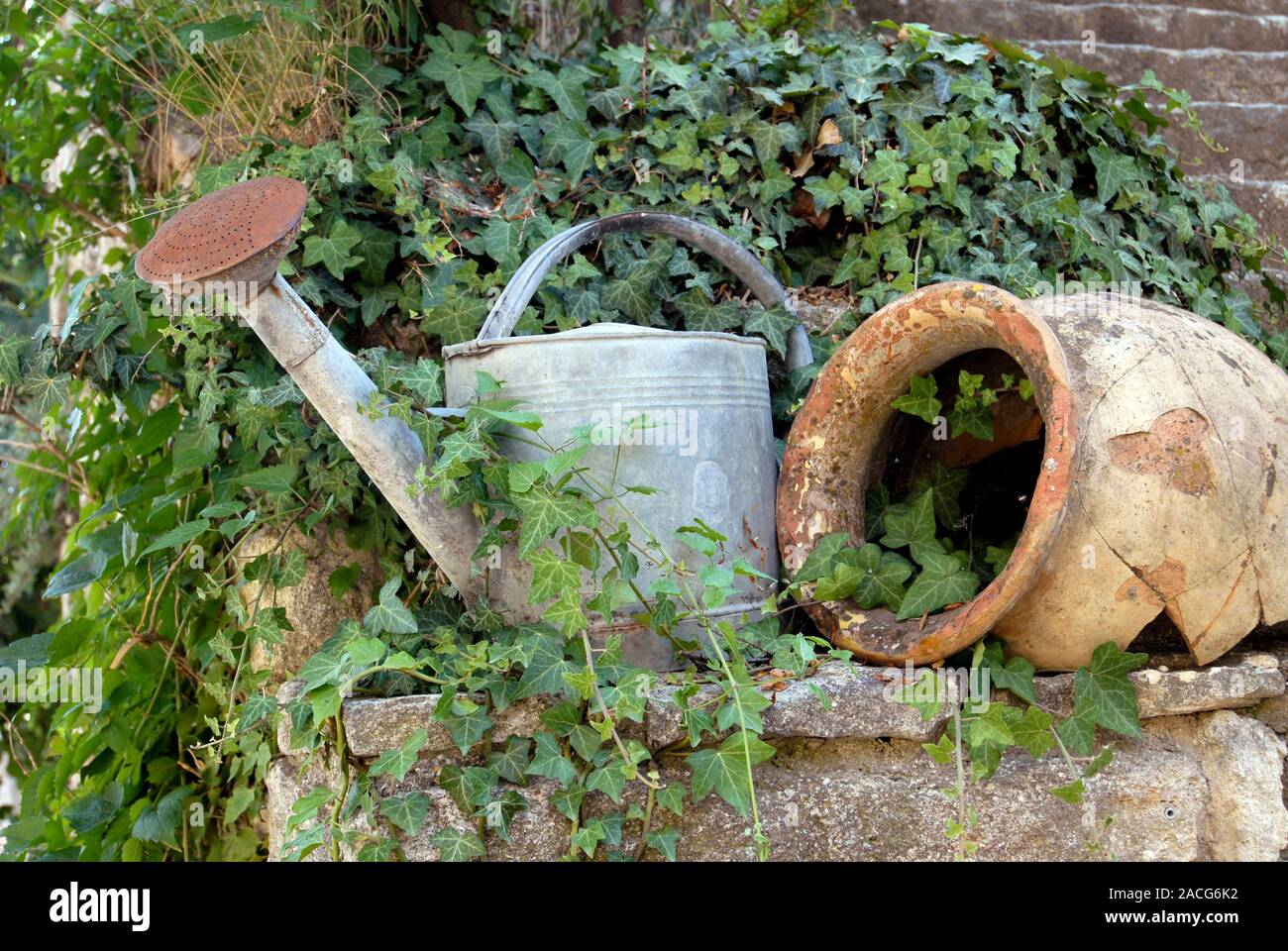 Watering can and broken pot in a garden, surrounded by ivy ...