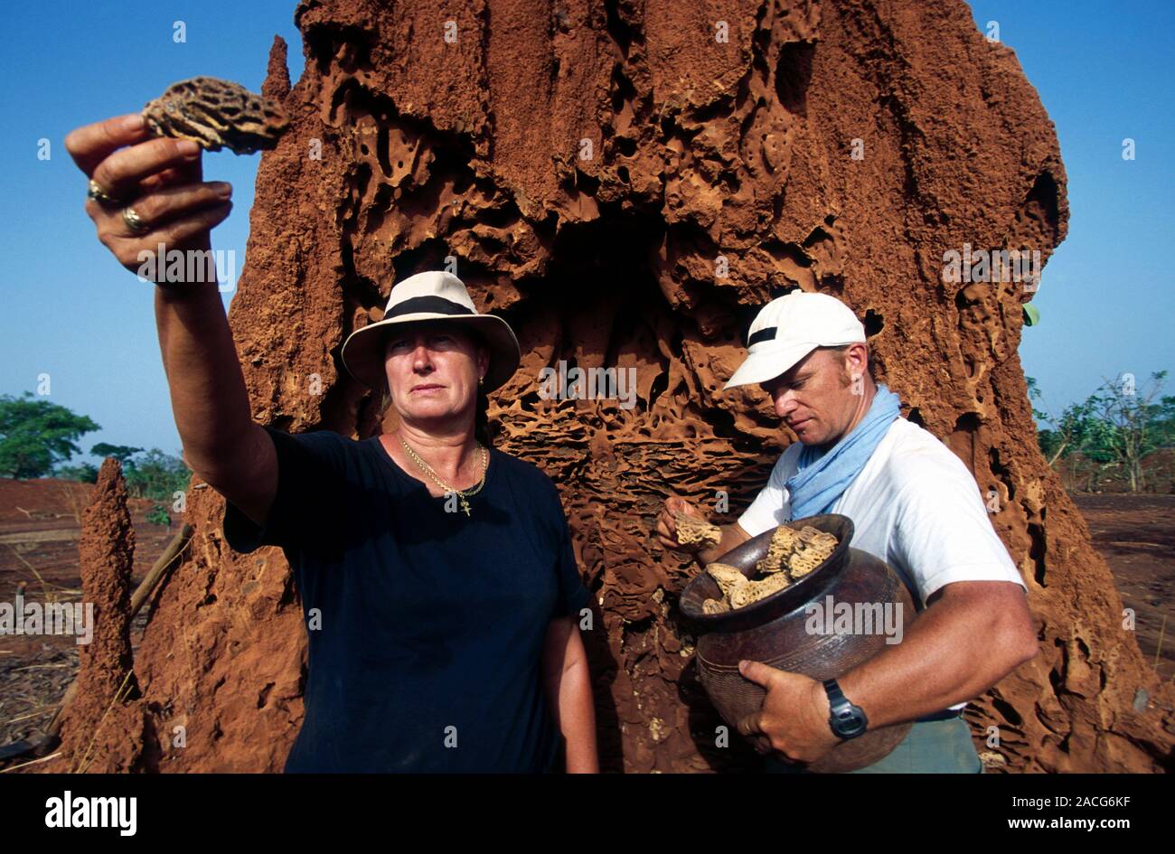 Termite mushrooms. Scientists looking at mushrooms (Termitomyces sp ...