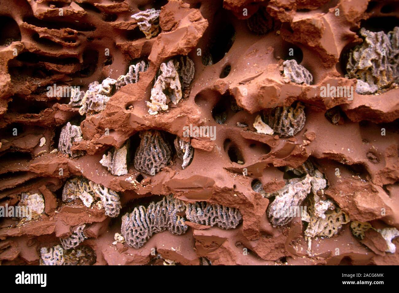 Termite mushrooms (Termitomyces sp.). Mushrooms growing in gaps in a ...