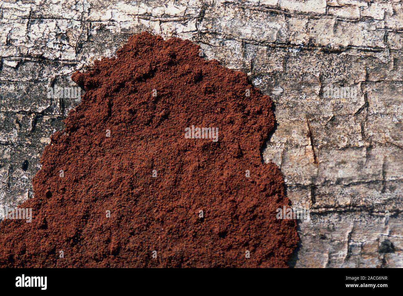 Termite mound in a tree trunk Stock Photo - Alamy