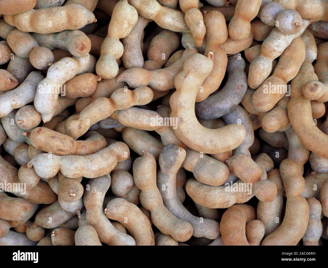 Tamarind fruits (Tamarindus indica). These tropical fruits contain a ...