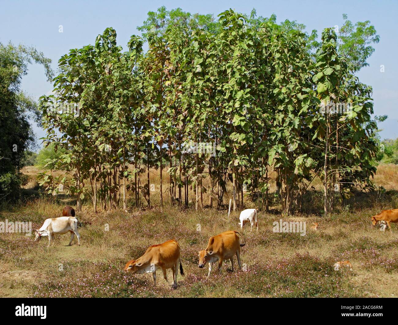 Teak trees and cows. Beef cattle (bred for meat, not milk) on a ...