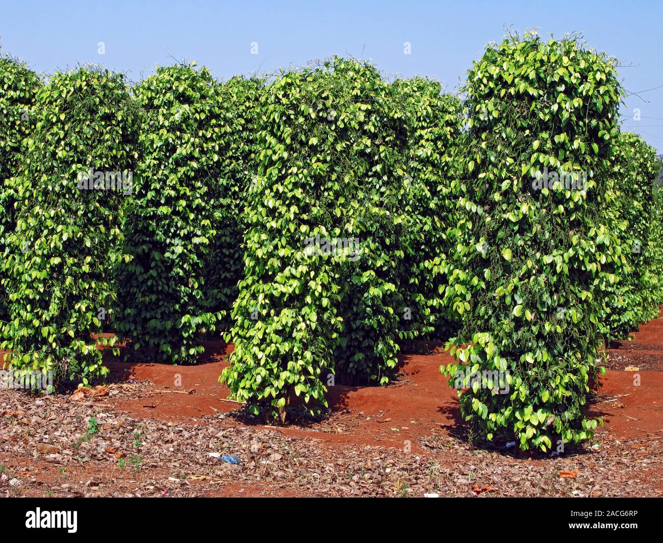 Pepper cultivation. Bushes of pepper plants being grown as a food crop ...