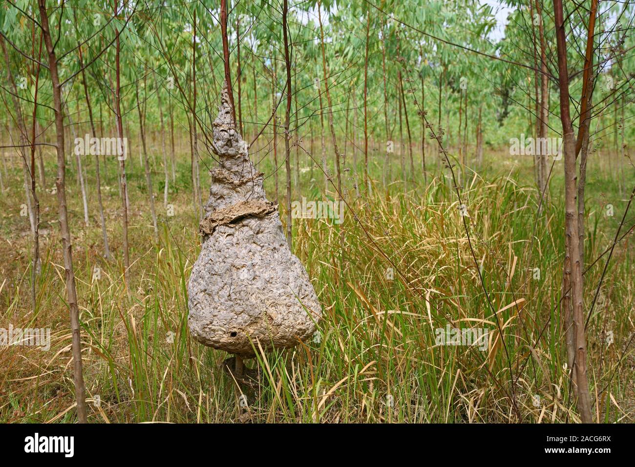 Wasp nest among trees. Many species of wasp build nests of woody pulp ...