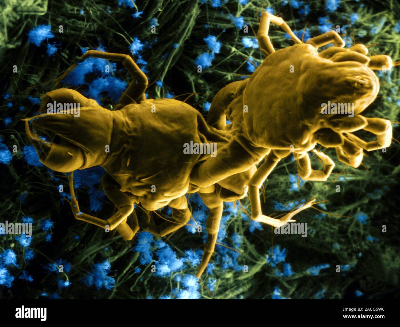 Predatory mites attacking each other. Coloured scanning electron ...