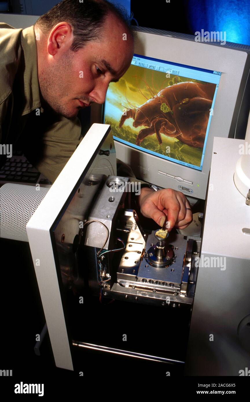 Mite research. Scientist using a scanning electron microscope (SEM) to ...