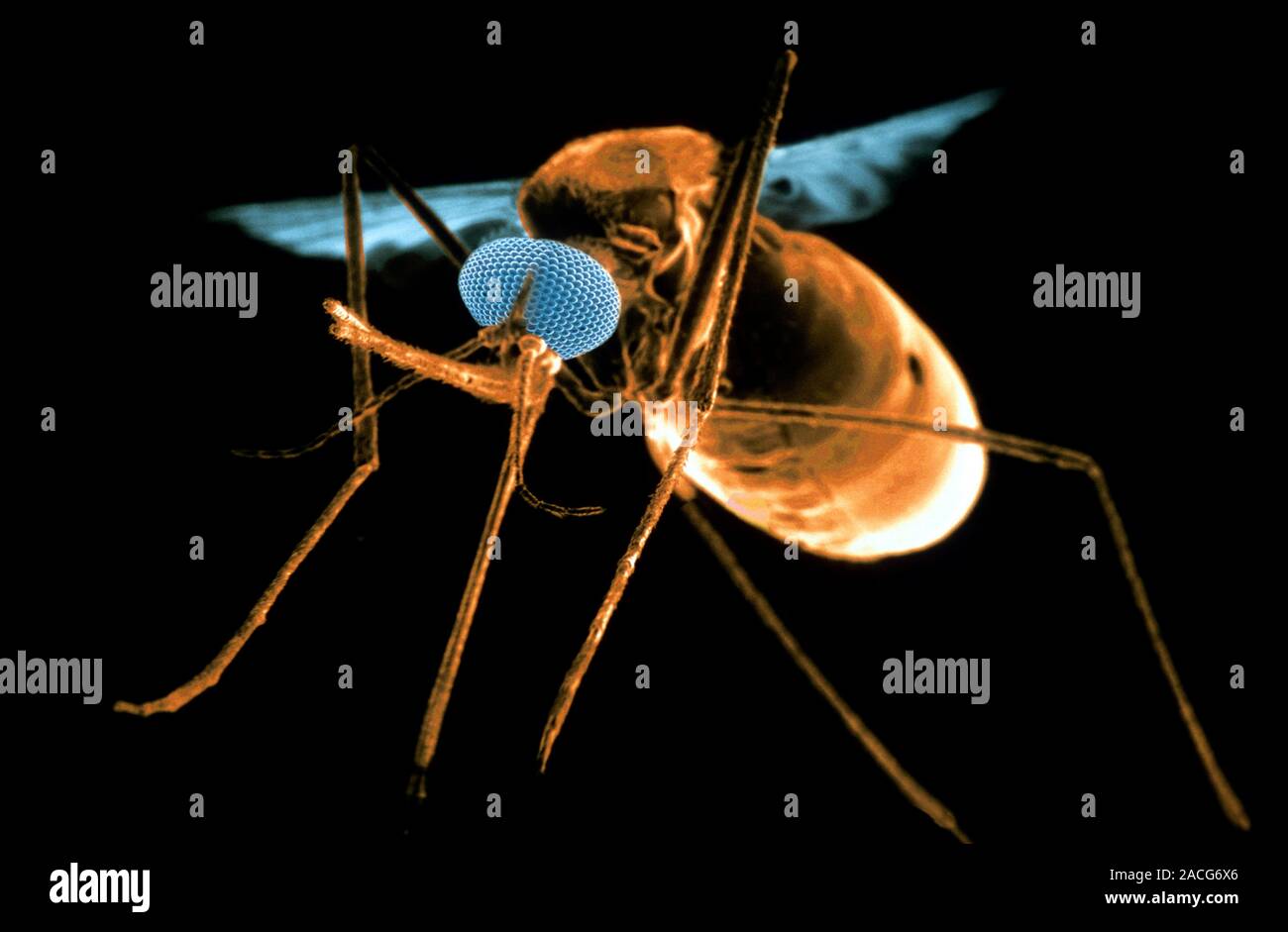 Mosquito. Coloured scanning electron micrograph (SEM) of a mosquito ...