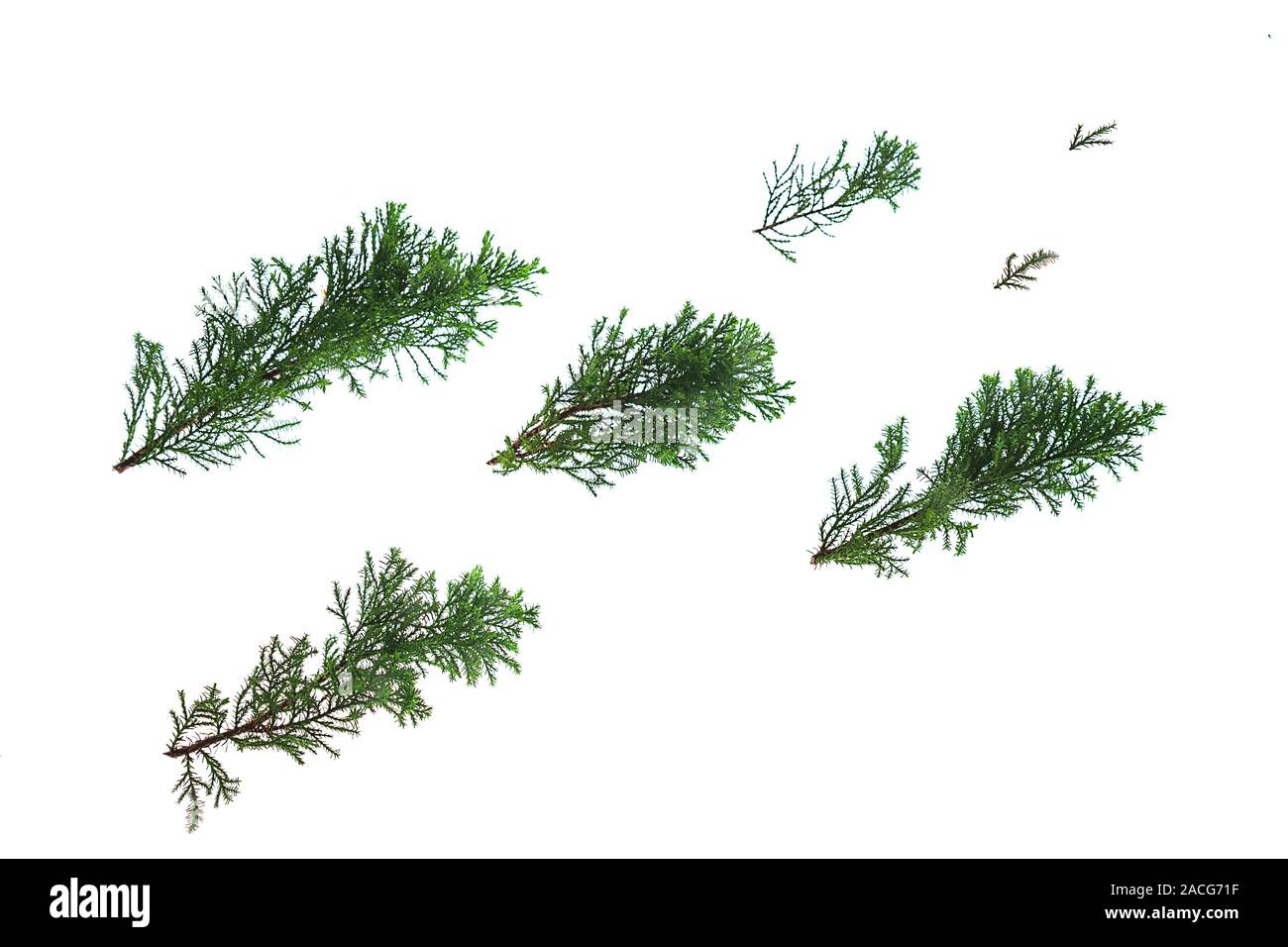 Colorful fir tree banner Cut Out Stock Images & Pictures - Alamy