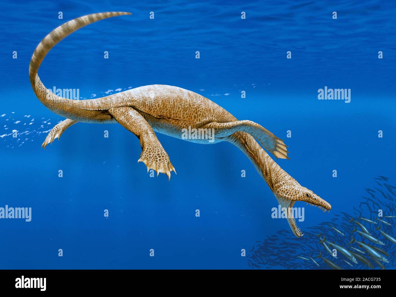 Nothosaurus. Artwork of the extinct marine reptile Nothosaurus mirabilis chasing a school of ...