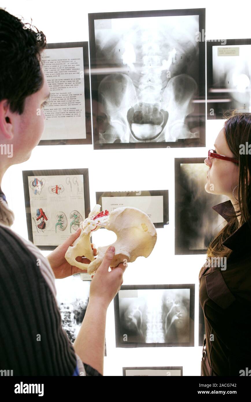 Medical studies. Medical students holding a section of a model of a ...
