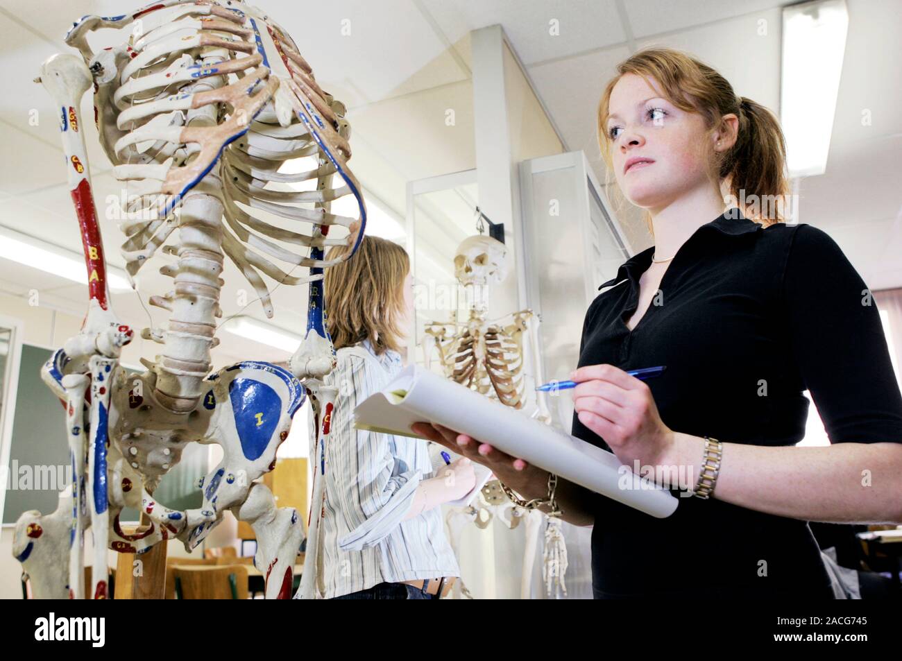 Medical studies. Medical students looking at colour-coded models of the ...