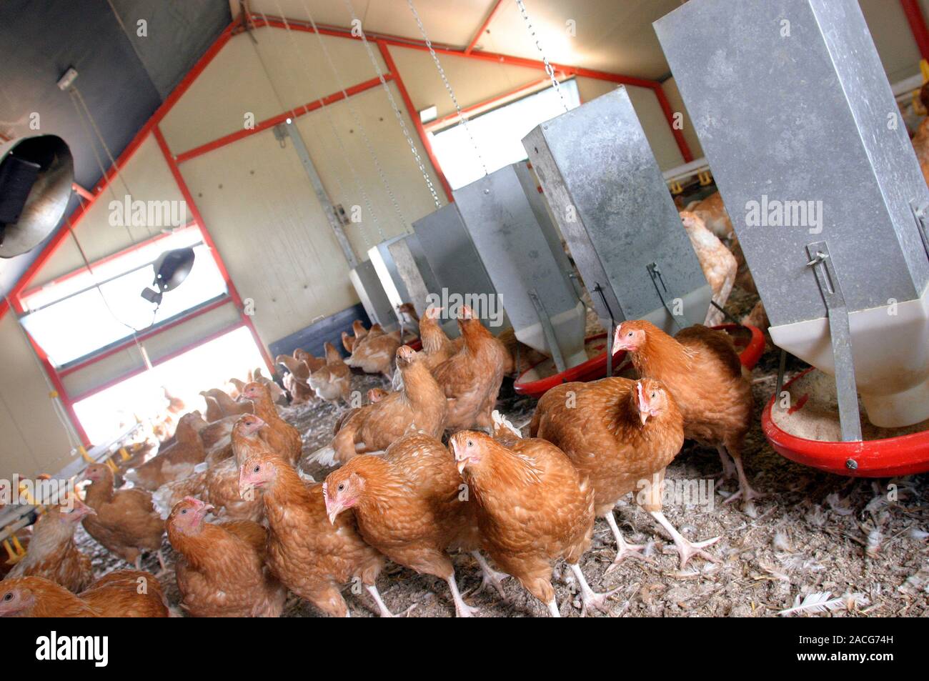 Chicken farm. Chickens (Gallus gallus domesticus) on a breeding farm ...