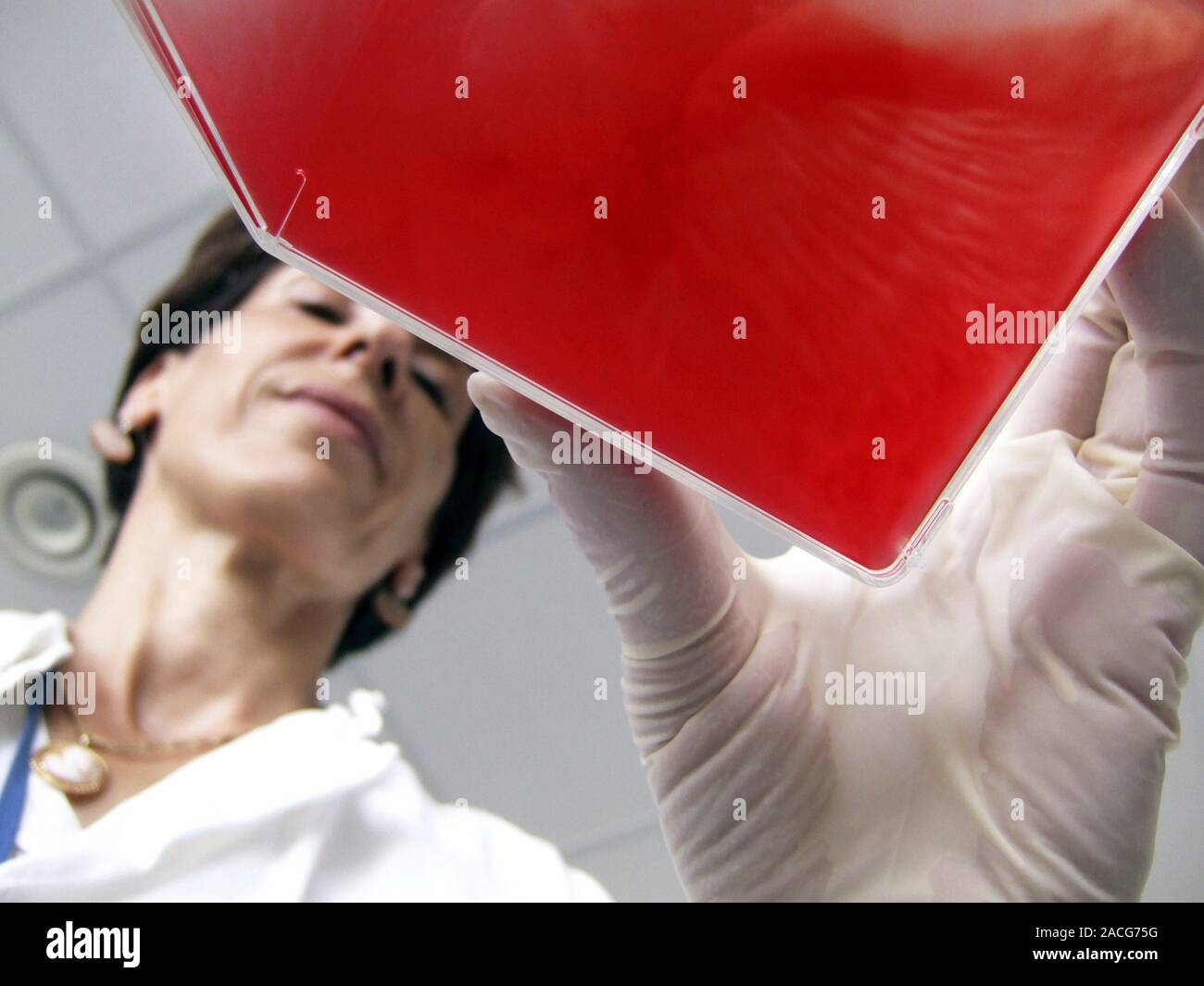 Blood cell manufacturing. Biologist working on a technique to produce ...
