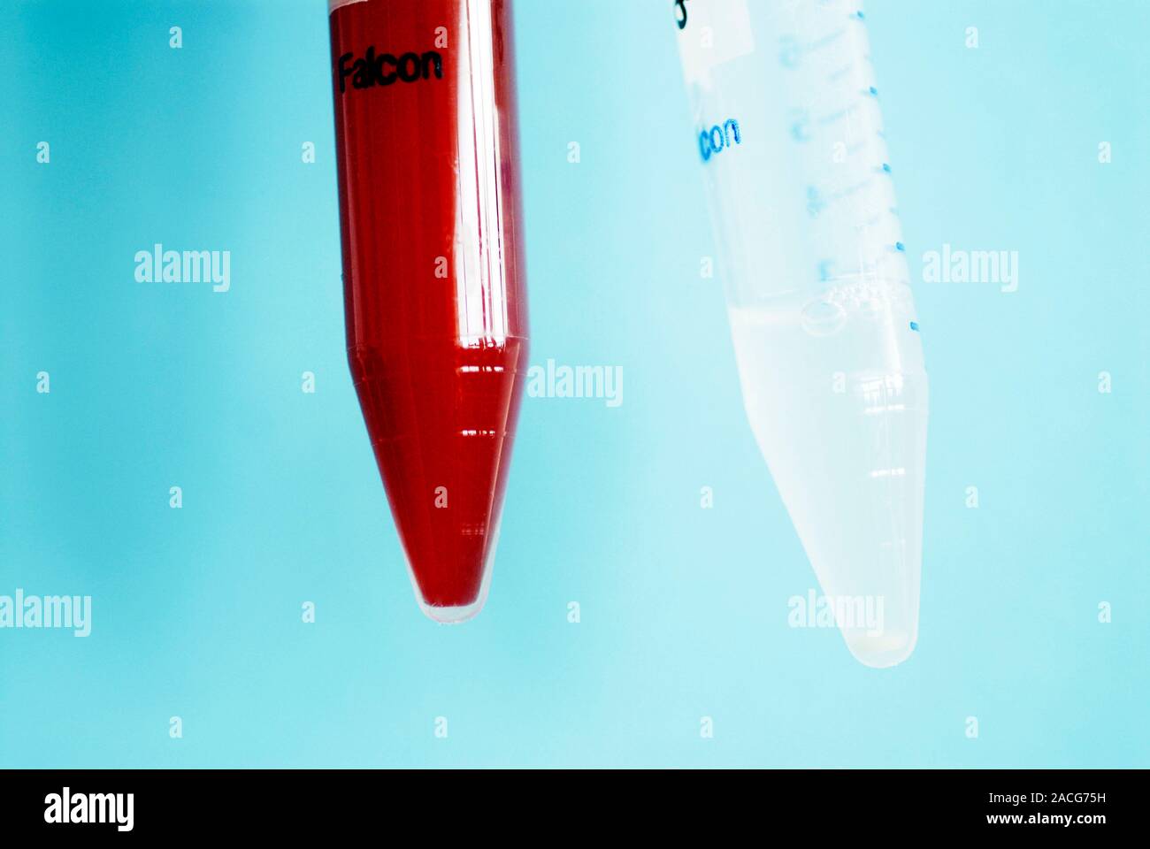 Blood cell manufacturing. Process to produce red blood cells ...