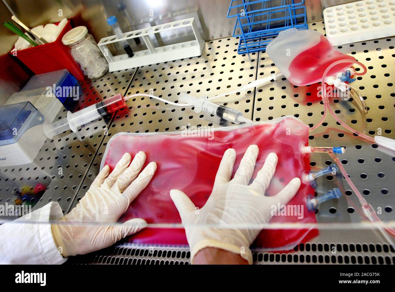 Blood cell manufacturing. Technician working on a technique to produce ...