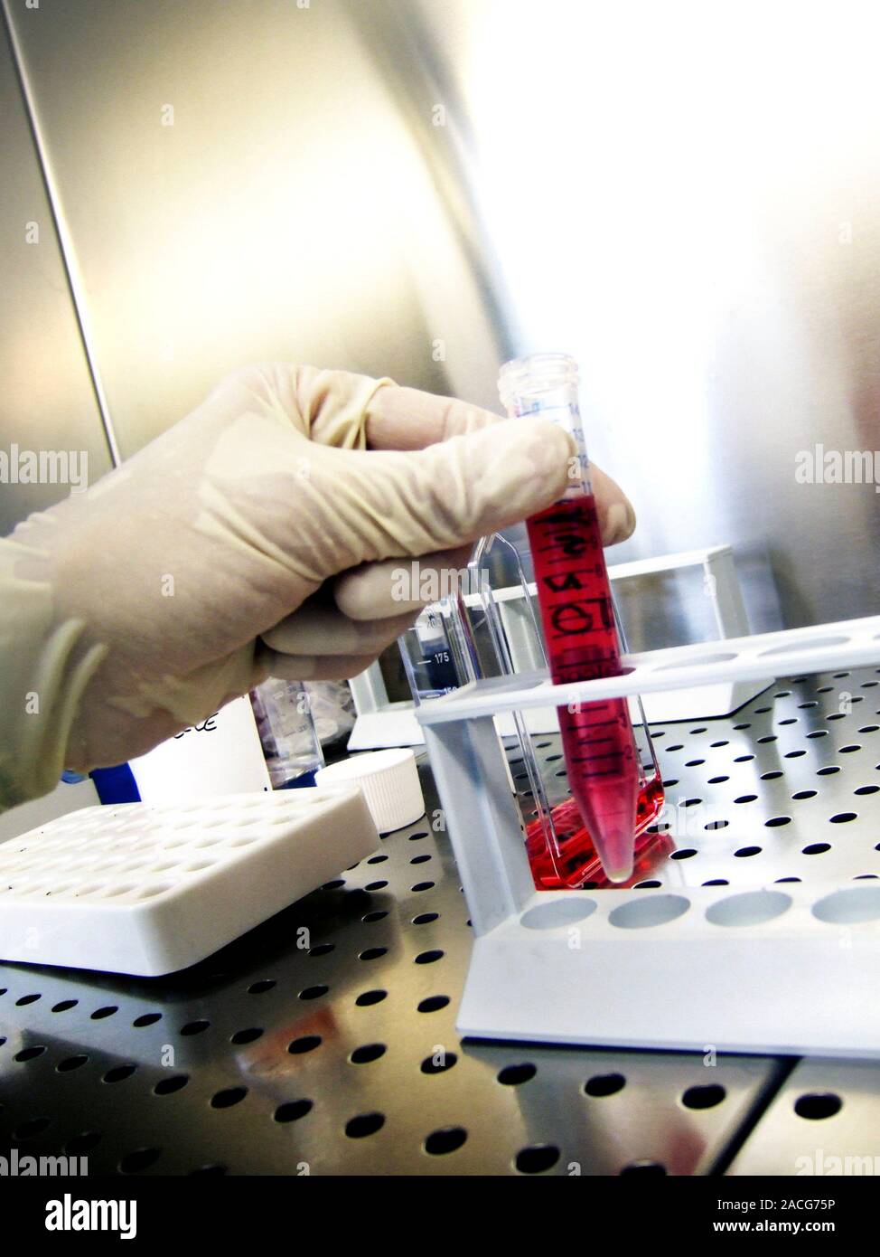 Blood cell manufacturing. Biologist holding a test-tube of stem cells ...