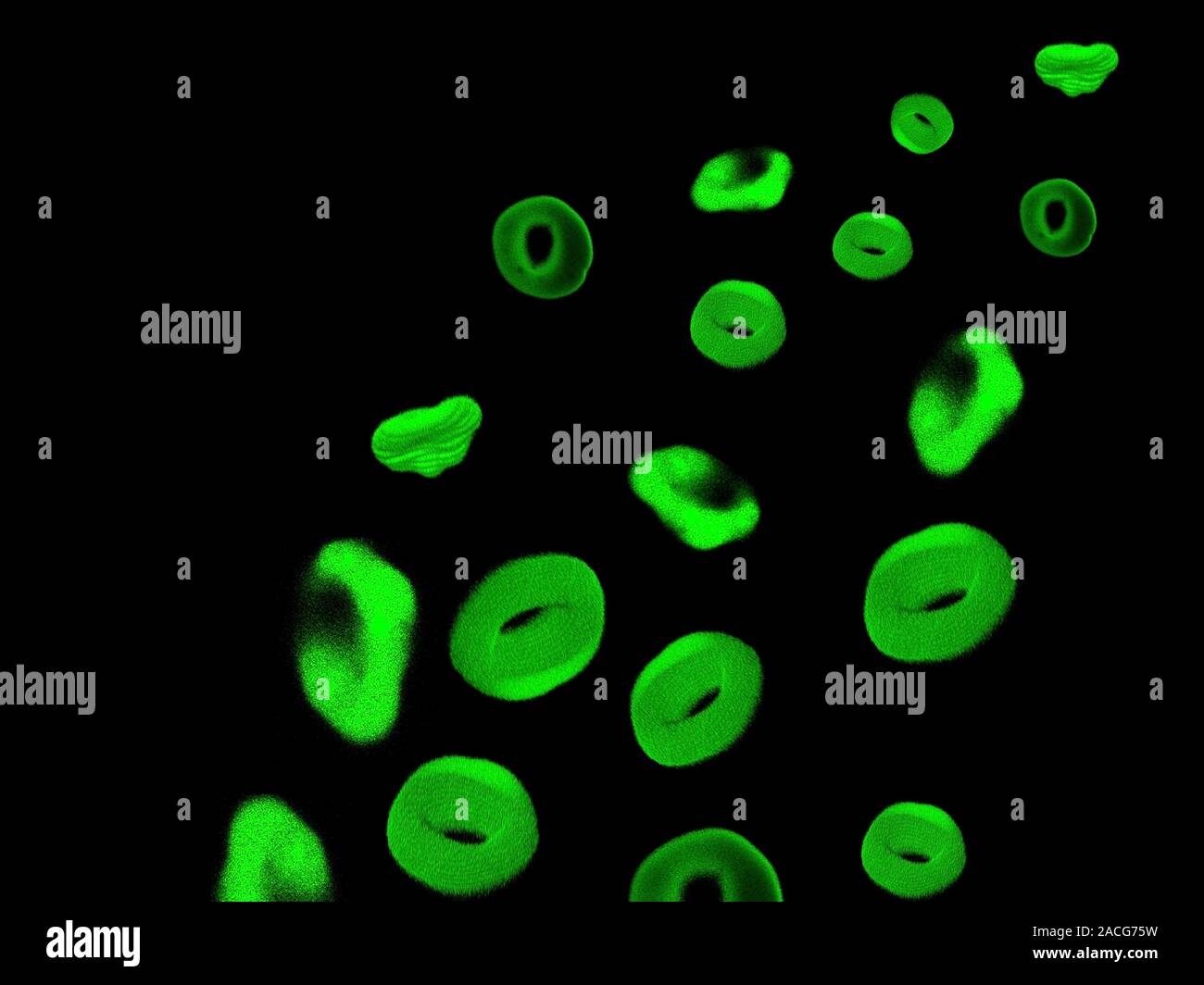 Manufactured red blood cells. Coloured confocal light micrograph of red ...