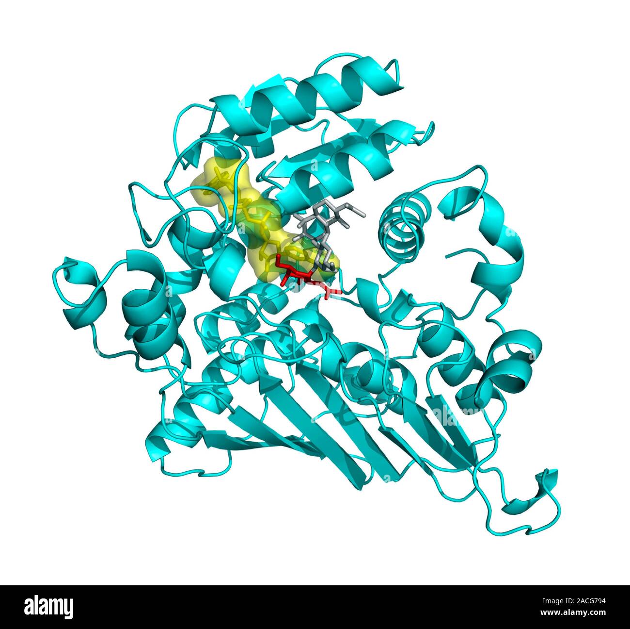 Alpha-N-acetylgalactosaminidase complex. Molecular model showing the ...